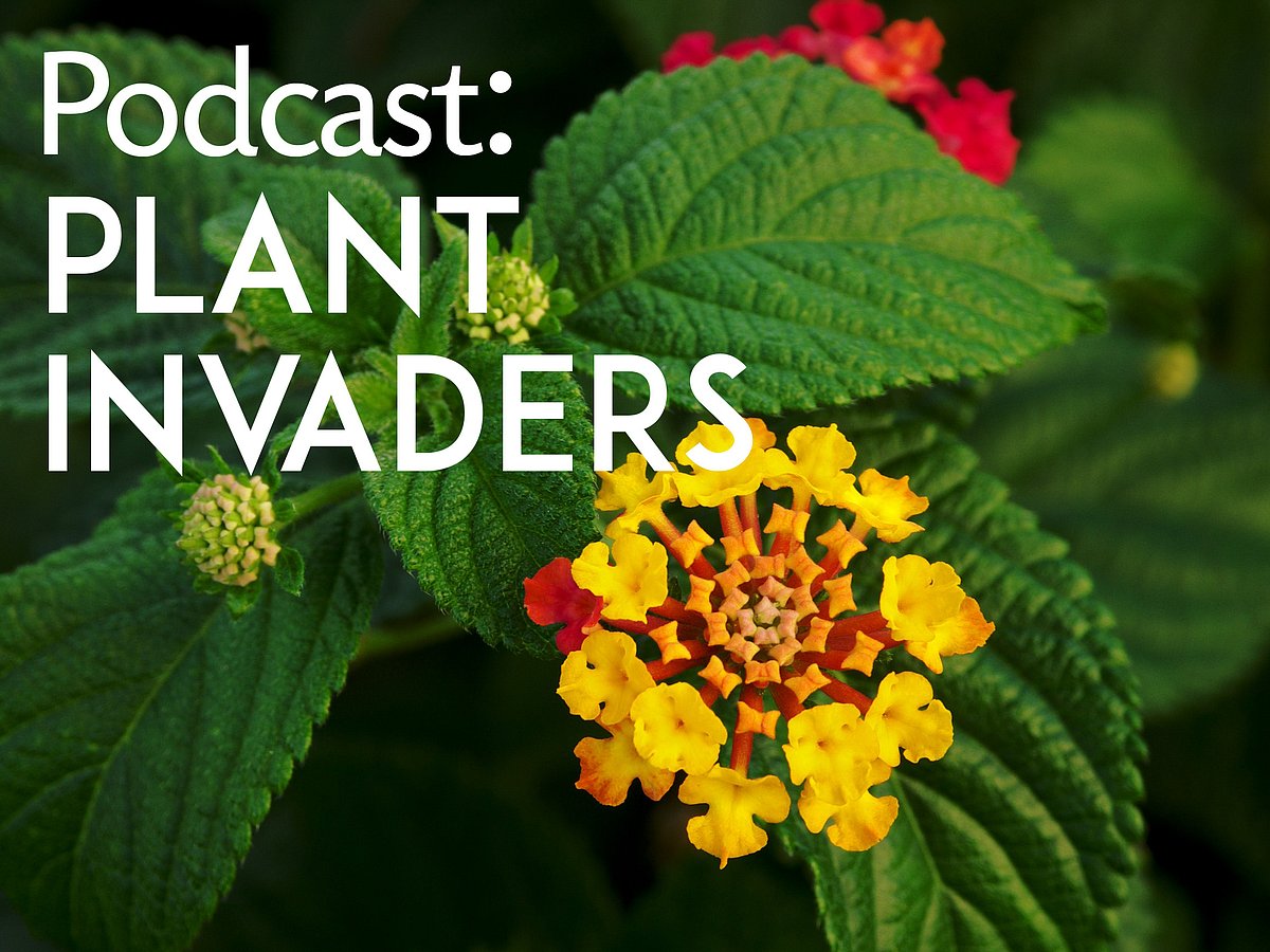 Podcast: Plant Invaders