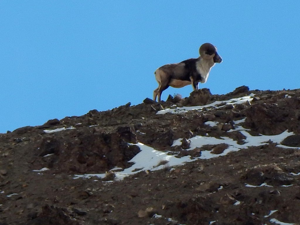 tibet argali