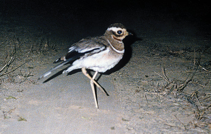 Saving the endangered Jerdon's Courser