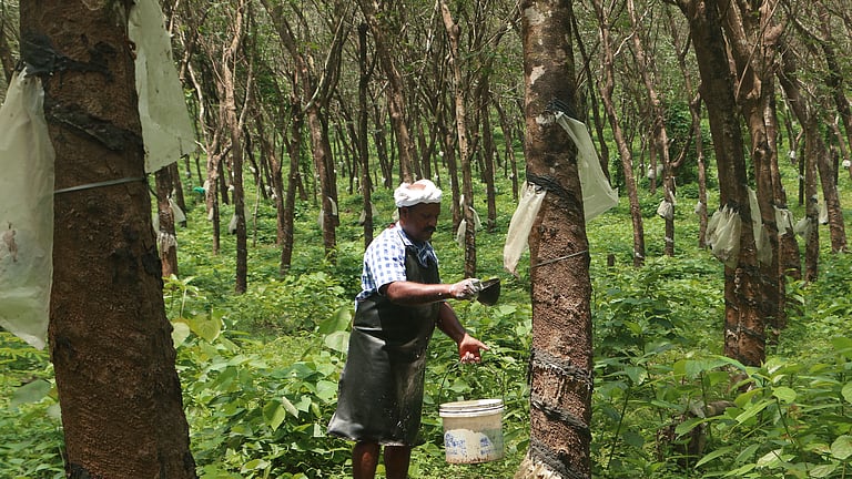 Natural rubber price hit an all-time high of Rs. 244 in domestic market