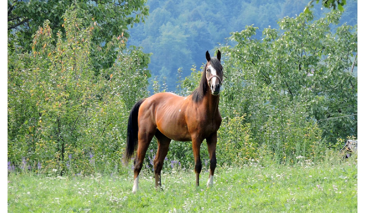 Horse infected with Glanders to be euthanised on April 17