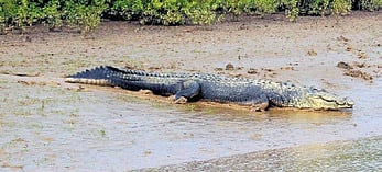 Athlete fights off crocodile attack, escapes with severe injuries in Agra