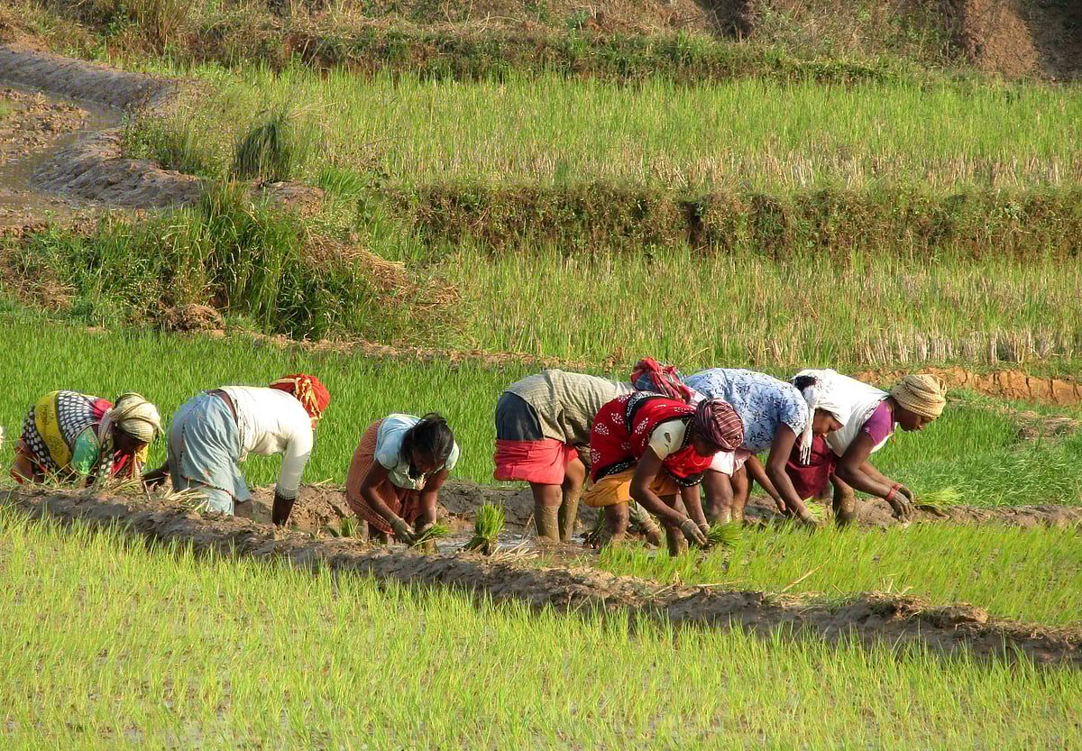 Centre approves MSP for 14 Kharif crops; support price for paddy hiked ...