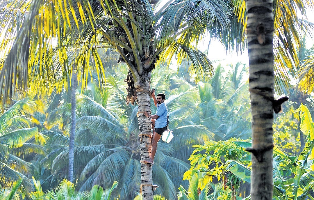 Lift ban on toddy tapping in TN, allow sale like in Kerala: Farmers