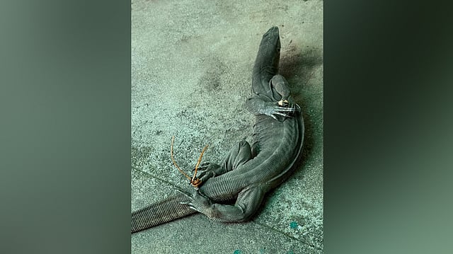 Forest officials arrest two for killing, eating monitor lizards