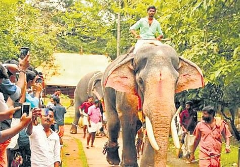 408 captive elephants in Kerala, government informs Kerala High Court