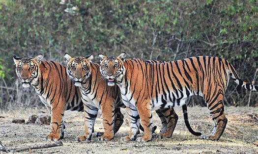 Country’s third largest tiger reserve to come up in Chhattisgarh with a ...