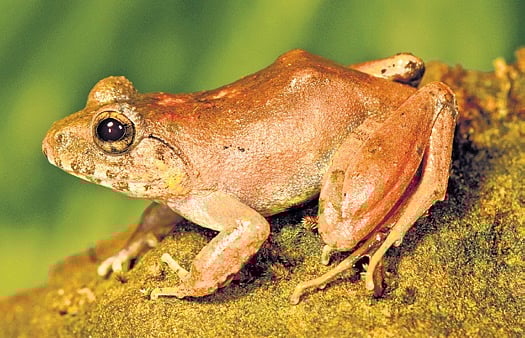 Malayali-led team discovers Charles Darwin’s frog’s unique breeding behaviour