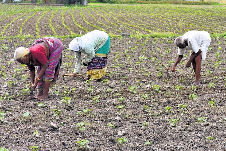 Scientists call for natural farming in Telangana amidst alarming rates ...
