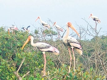 Monsoon showers attract large flock of birds in Odisha