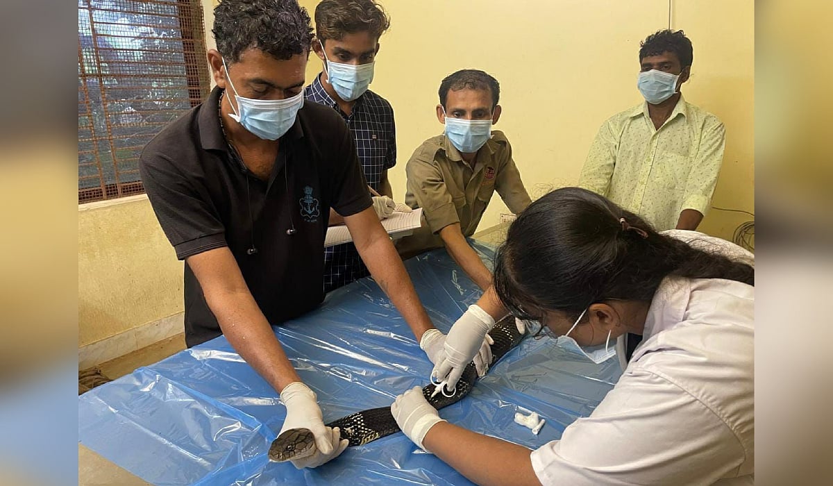Microchipping of King Cobra, other animals taken up at Pilikula ...