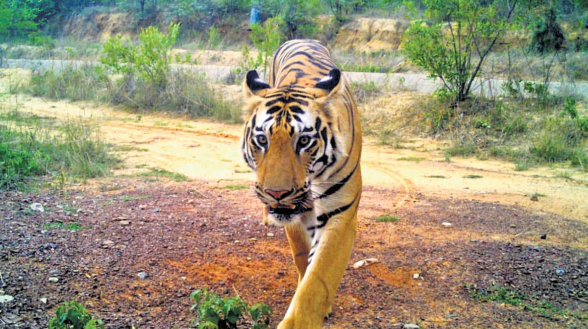 Forest department tracks Maharashtra tiger in Telangana's Kumurambheem ...
