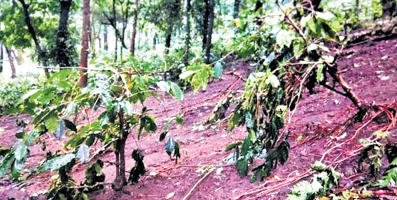 Relentless rain pours misery on coffee growers in Karnataka's Malnad region