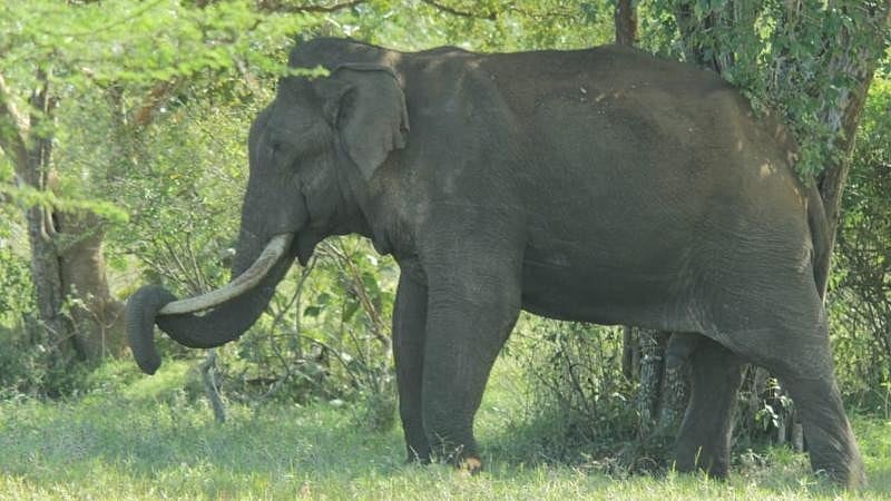 AI cameras set up to monitor elephants in TN's Palacode