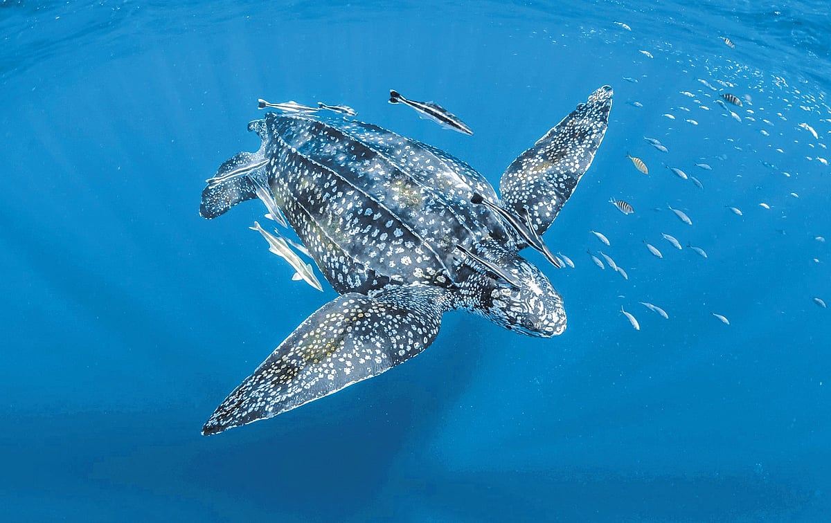 From the edge of extinction - Isarer.com