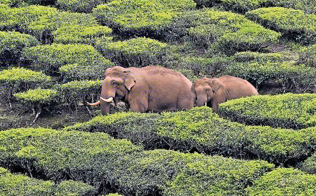 45-year-old man killed in wild elephant attack at Noolpuzha in Wayanad ...