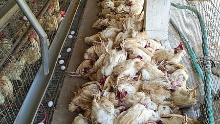 Bird flu scare: Bengalureans shun chicken, eggs; officials say no ...