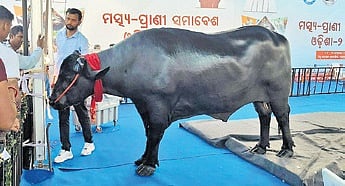 Priced at Rs 35 crore, ‘Bheem’ steals the show at fish and animal ...