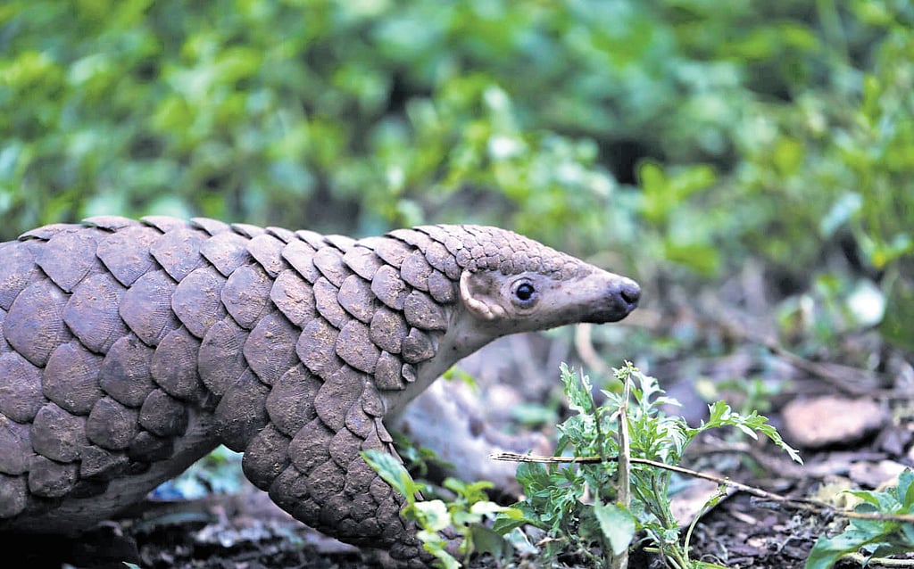 Forest dept join hands with EGWS to protect pangolins from poaching in NSTR