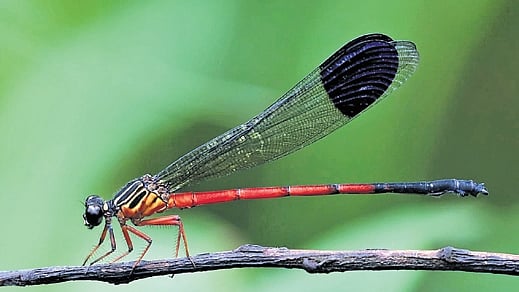 New damselfly species discovered in Wayanad