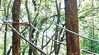 Forest staff use emergency siren to control crowd at Kovai Courtallam