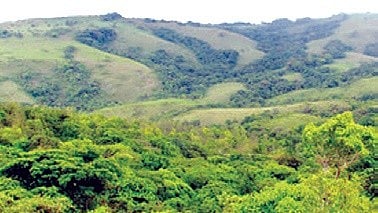 Andhra lost 468 hectares of primary forest in 2024, CO2 emissions hit 1 ...