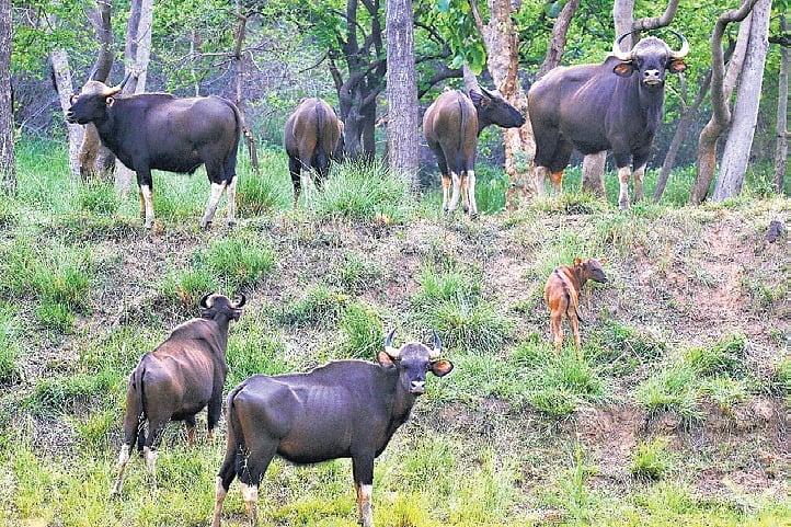 Debrigarh sanctuary sees gaur population jump from 659 to 788 in six ...