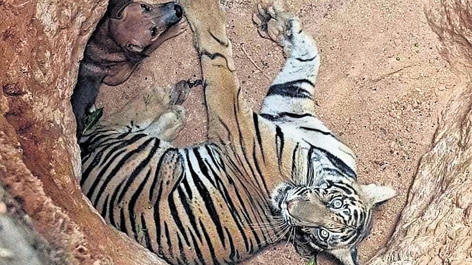 Tiger falls into pit chasing dog, rescued