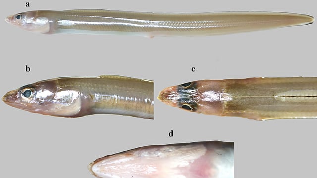 Two eel species discovered from southern coasts of Tamil Nadu, Kerala