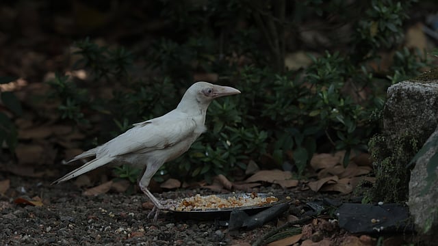 Kerala: White crow turns heads in Adoor