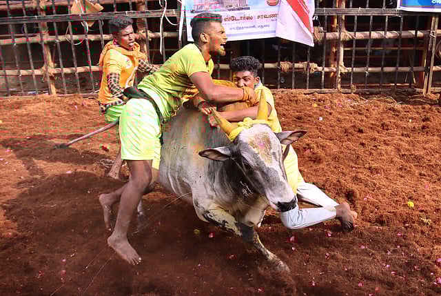 IN PHOTOS | Madurai witnesses grand Avaniyapuram Jallikattu, first bull ...