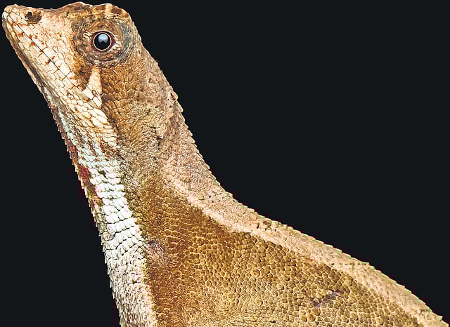 New species of kangaroo lizard discovered in Idukki