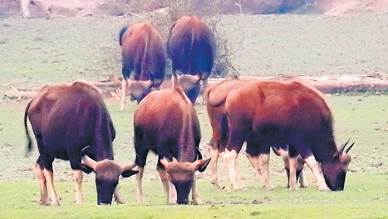 Indian Bison population on the rise in Kawal tiger reserve