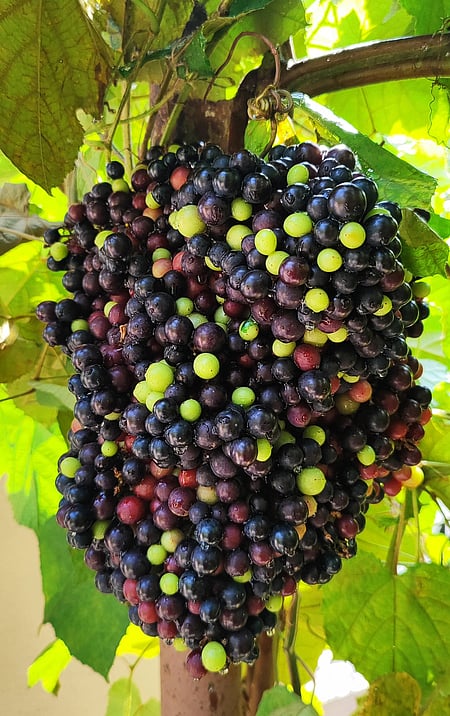 Training for grape farmers in Krishnagiri's Paiyur