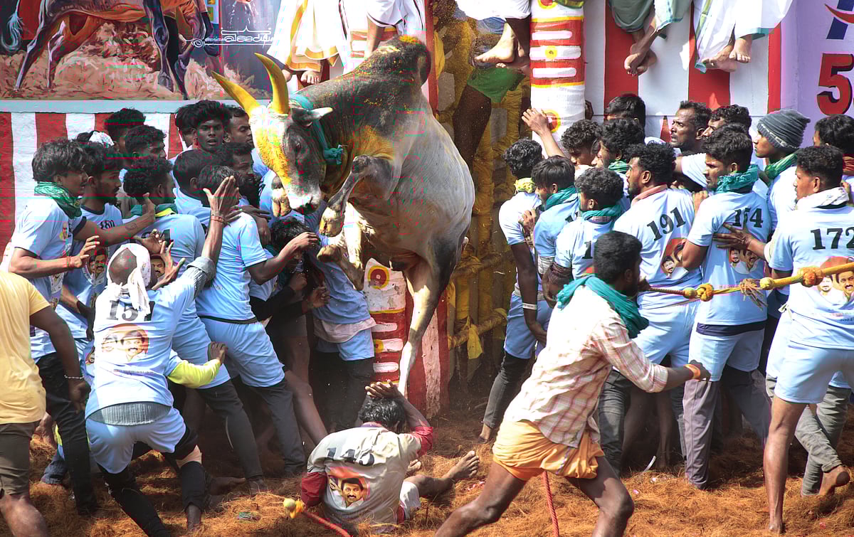 Jallikattu: Alanganallur redefines grandeur