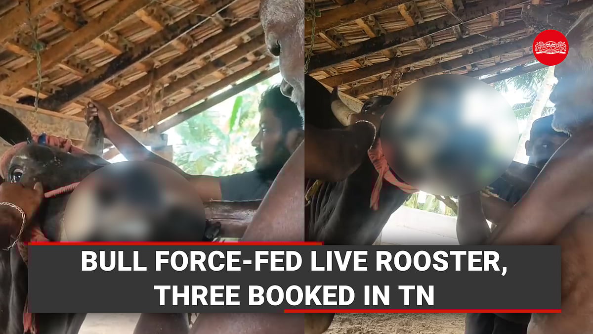 YouTuber among three booked for force-feeding bull with live rooster in TN