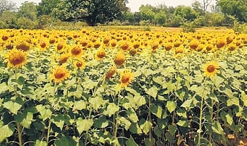 Escapist approach affecting sunflower cultivation in Sundargarh, say experts