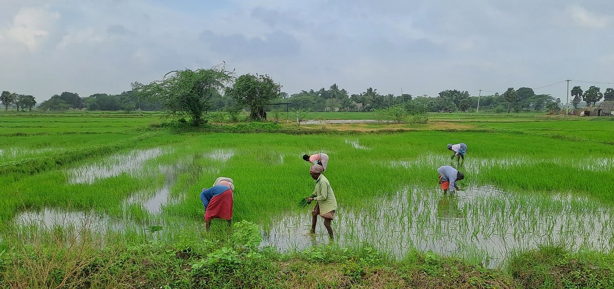 Four months on, Nagapattinam farmers await kuruvai crop damage relief