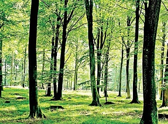 WWF annual tree survey begins in Hyderabad