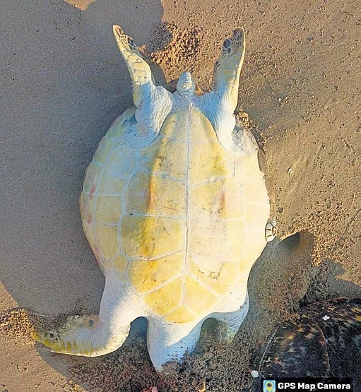 Karnataka: Hawksbill turtle found with plastic in its body