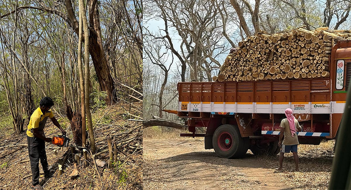 Tamil Nadu fighting ‘never-ending’ battle against invasive alien species
