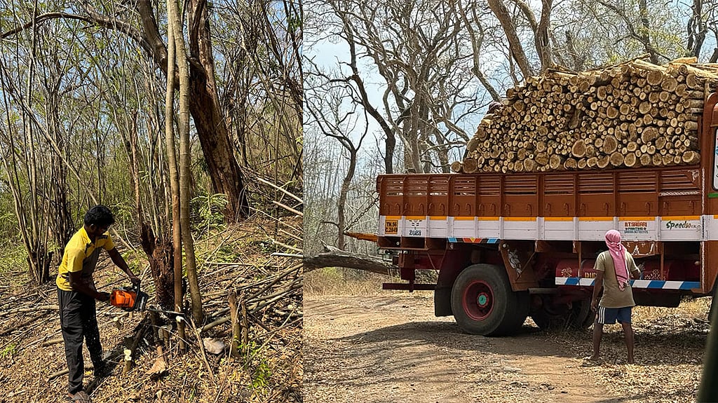 Tamil Nadu fighting ‘never-ending’ battle against invasive alien species