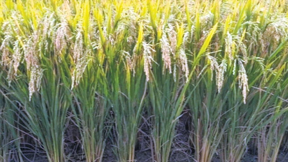 ANGRAU sets a record, develops 19 types of seeds