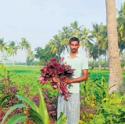 Guntur man gets best results in intercropping