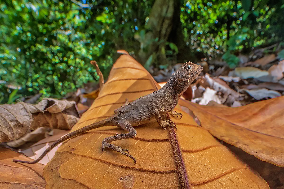 New species of kangaroo lizard discovered in Idukki