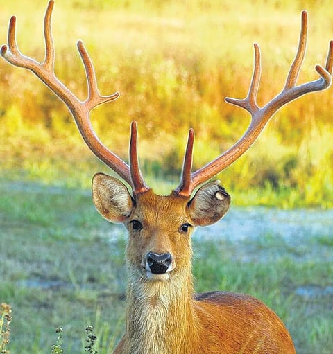 Madhya Pradesh's barasingha and gaur populations soar thanks to ...