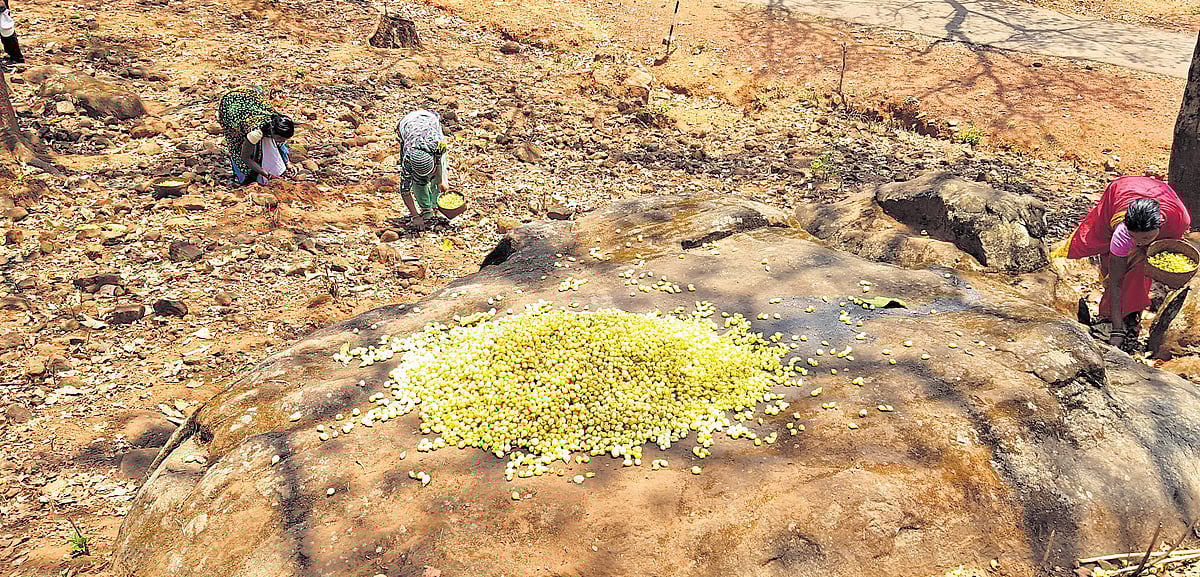 Odisha way of lightening the burden of tribals