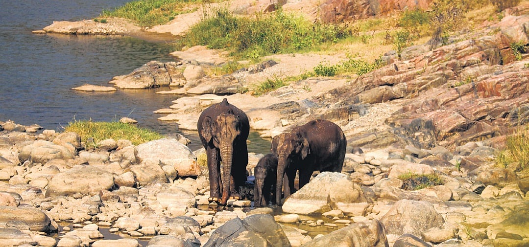 Bargur Hills in Erode is now Thanthai Periyar Wildlife Sanctuary