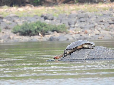 Critically endangered turtle species sighted in Cauvery