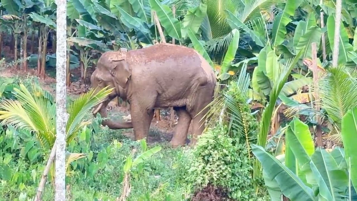 Wild elephant, captured by foresters from Karnataka's Hassan dist, dies ...